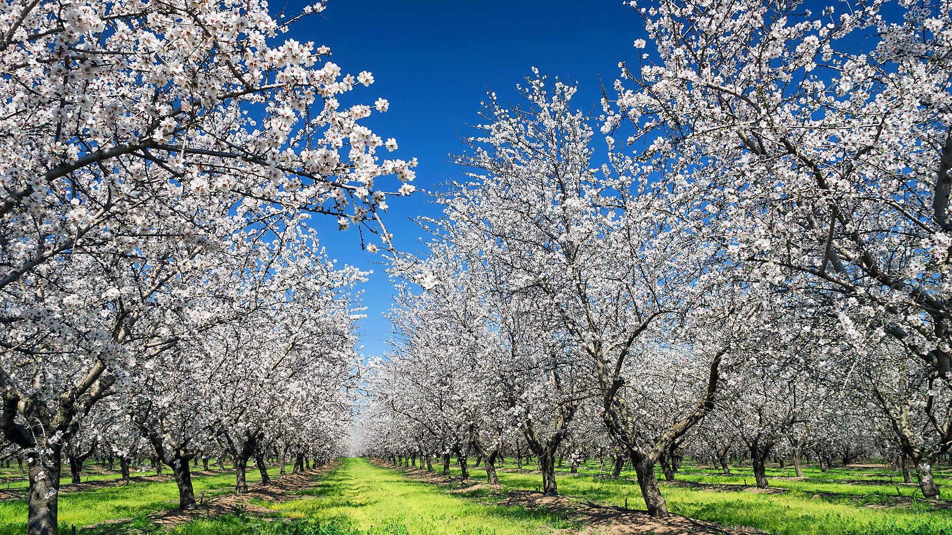 Eye Doctor Paradise CA - Ridge Eyecare